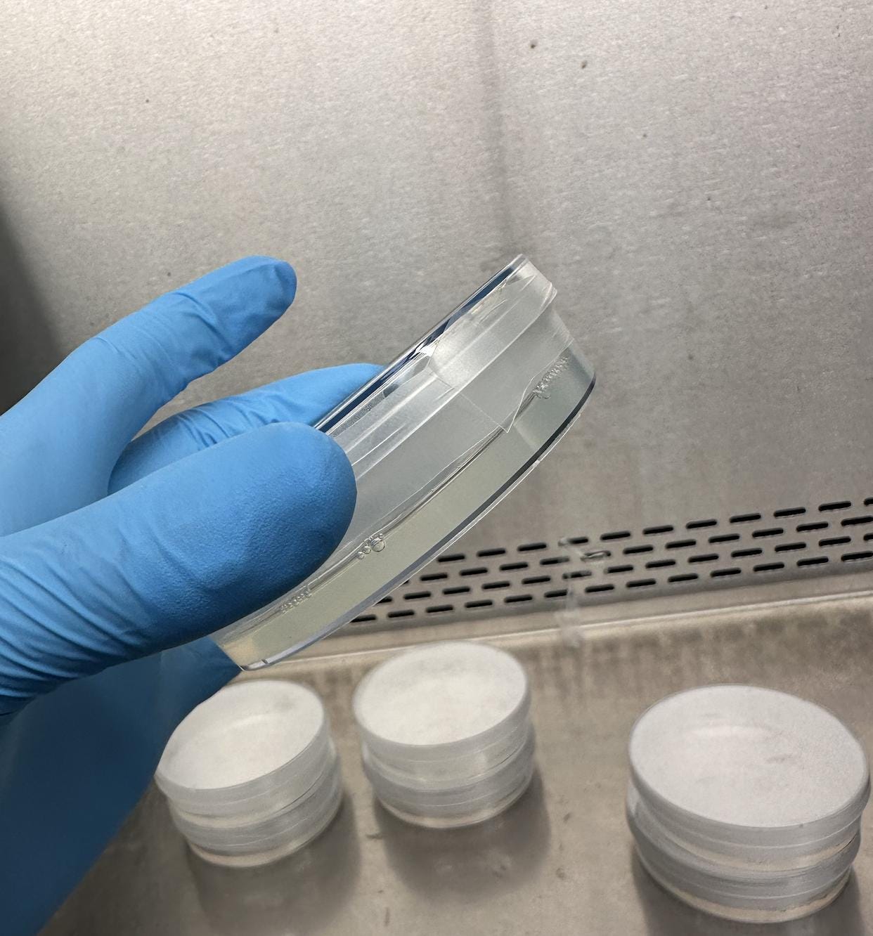 DIY at Home Tissue Culture | Seed Germination Plates | 1/4 Strength MS ...