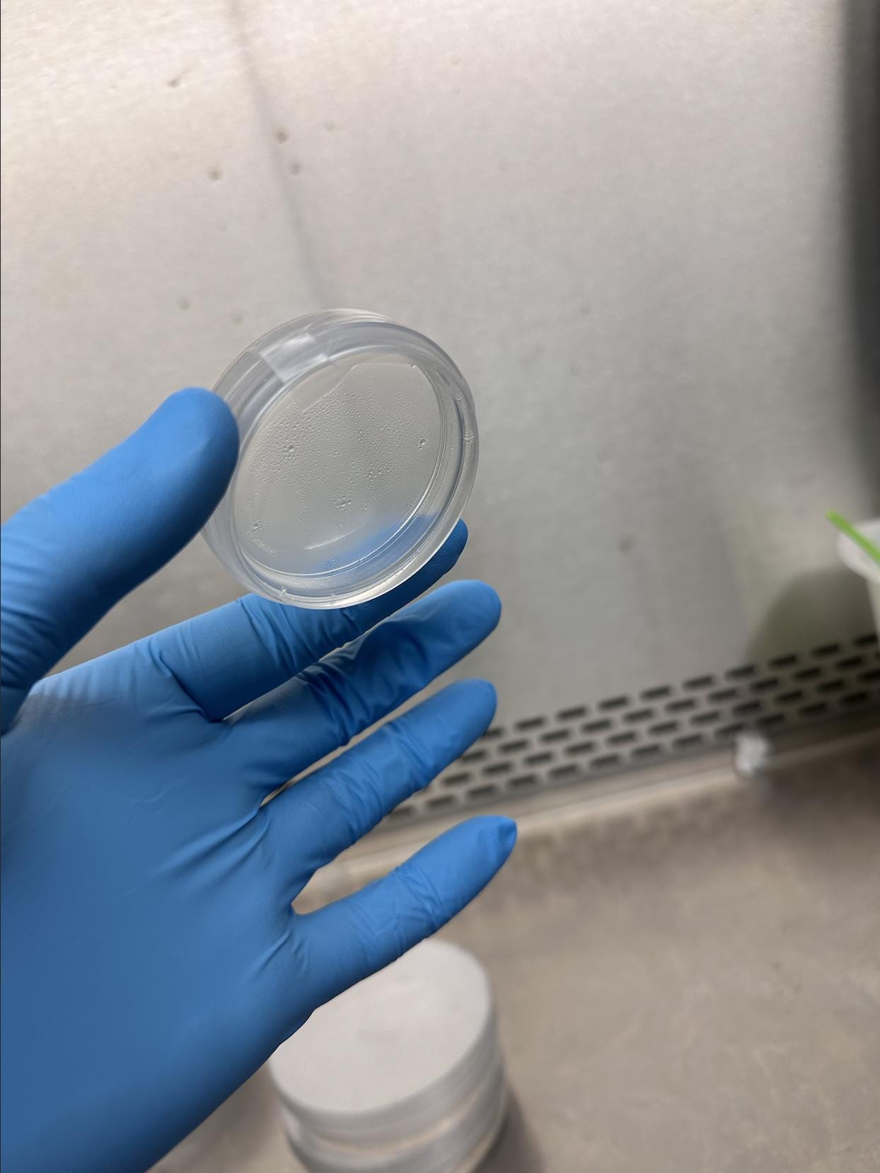 DIY at Home Tissue Culture | Seed Germination Plates | 1/4 Strength MS ...