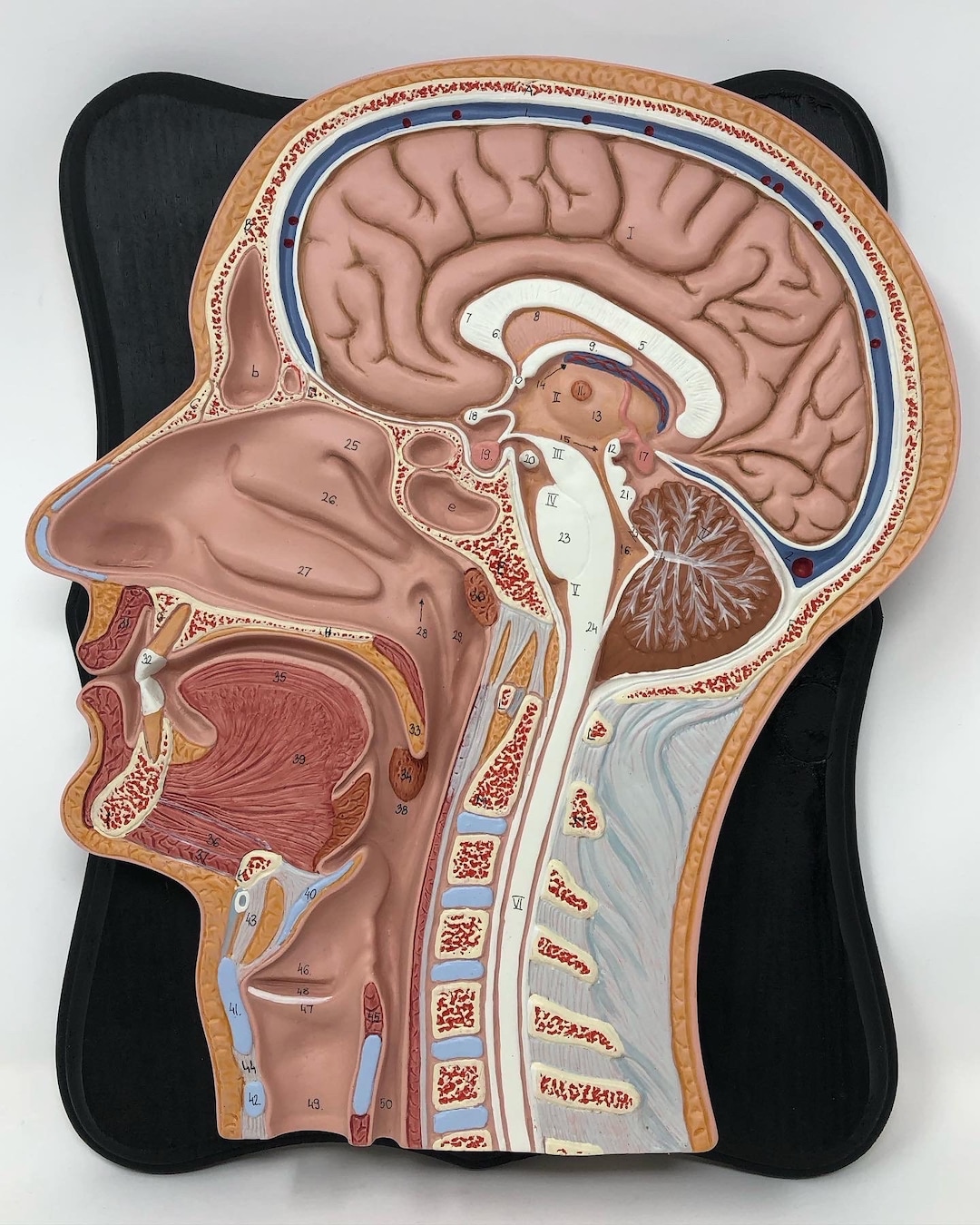 Human Head Cross Section Educaional Anatomical Model Wall Hanging on ...