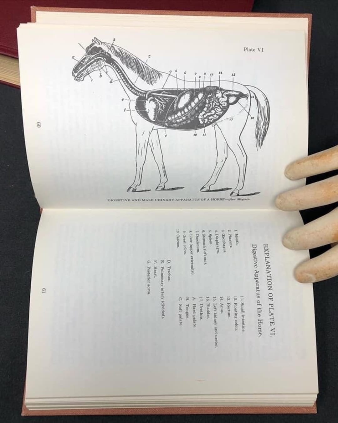 SALE! 1970s Equine Veterinary Book Horse Doctor - Etsy