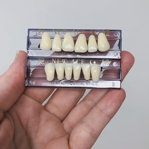 2 Trays - Resin Human Teeth Upper & Lower Front Sets - for Crafting ...