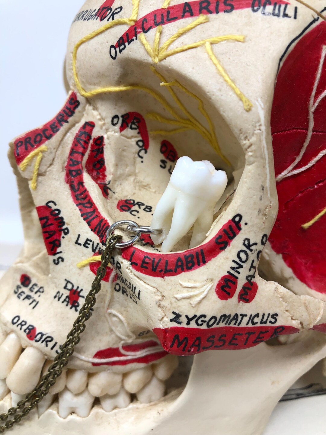 Huge 3-root Real Human Tooth Pendant Necklace With Crown Filling - Etsy