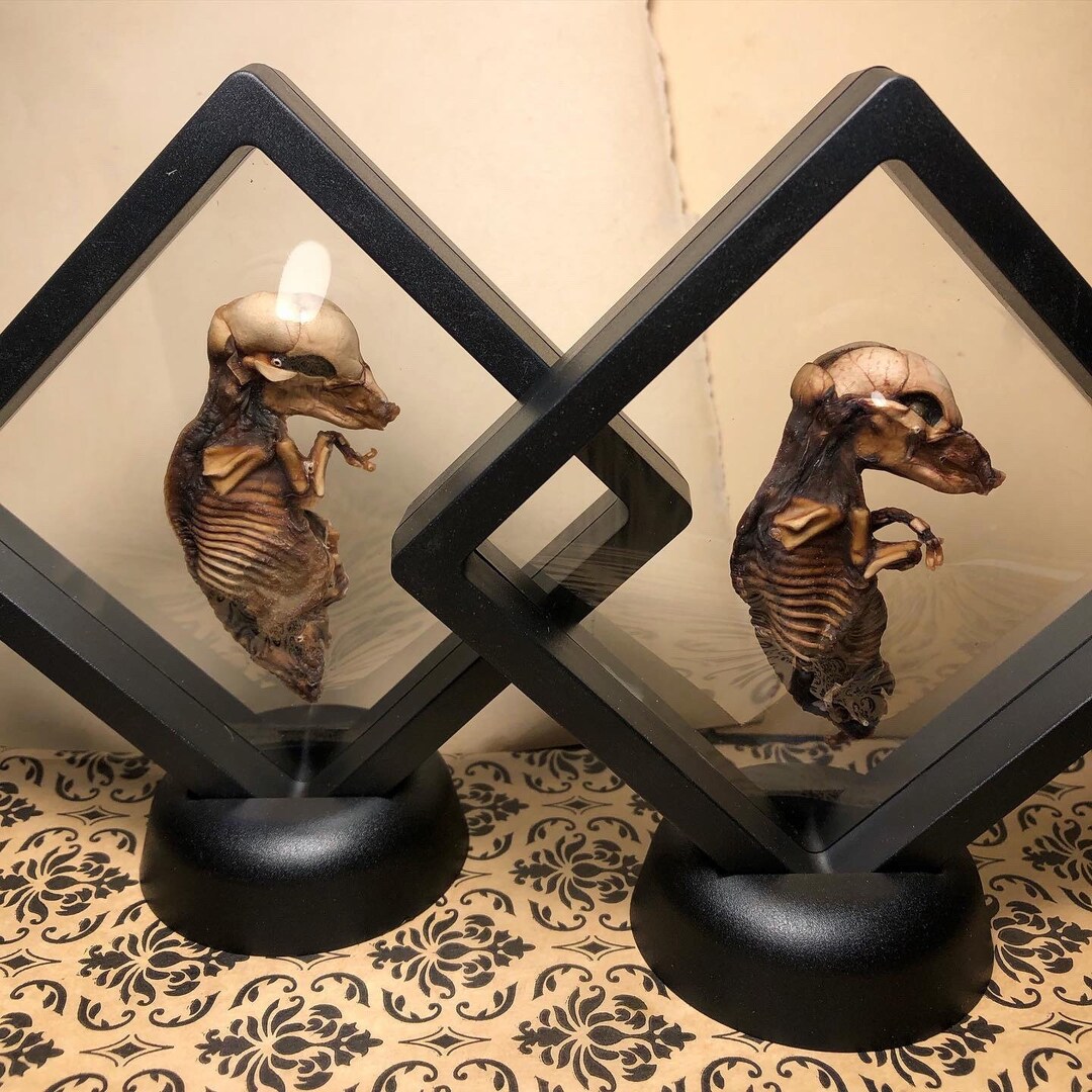 LAST ONE Real Mummified Fetal Pig in Frame With Stand - Etsy