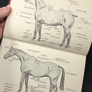 1970s British Equine Veterinary Book Horse Doctor - Etsy