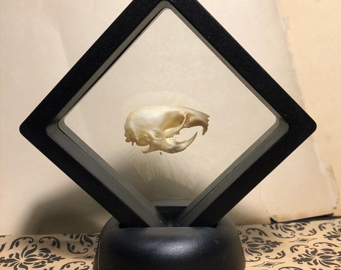 Real Hamster Skull in Frame With Stand - Etsy