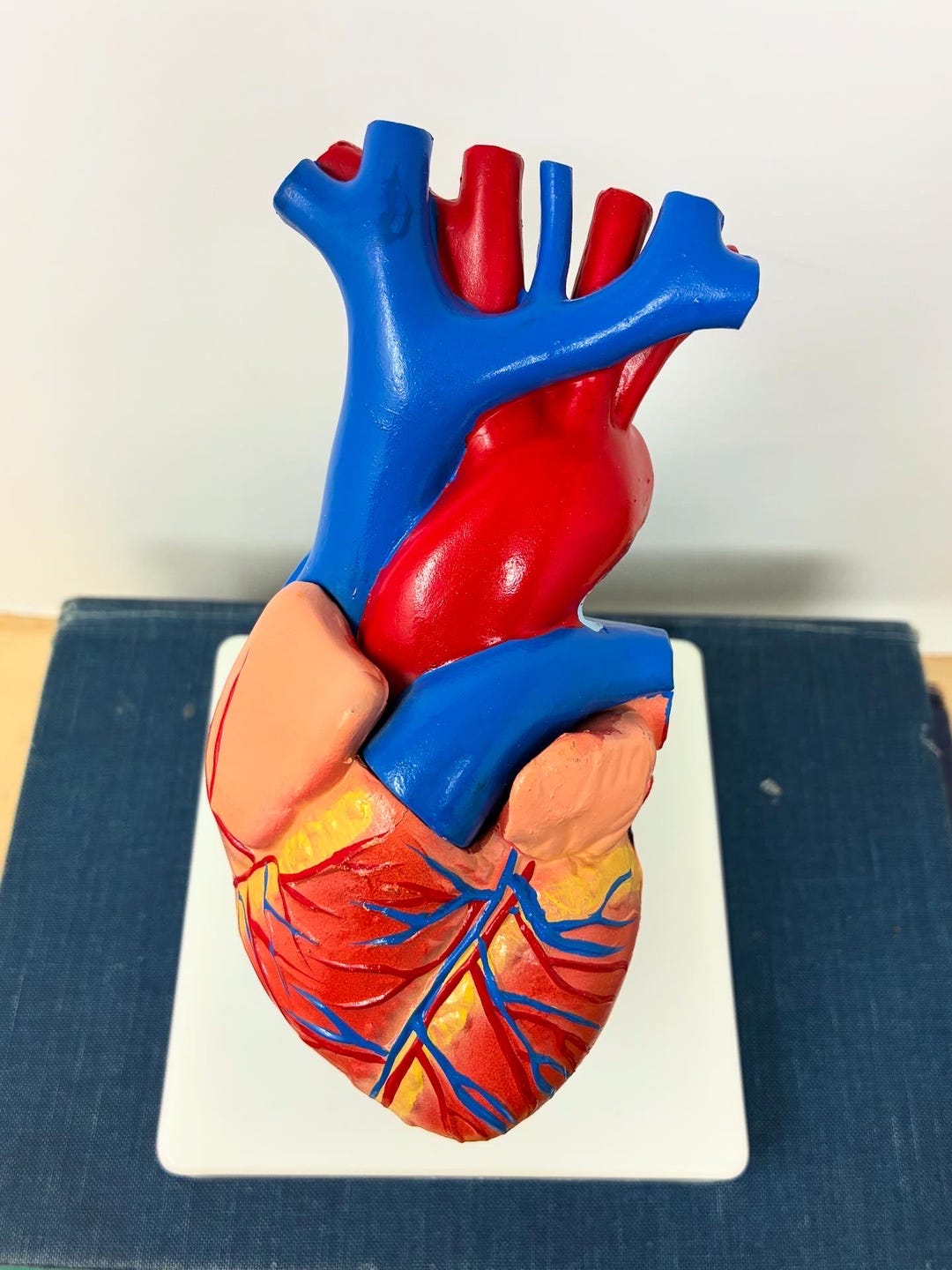 1970s 2-part Human Heart Educational Anatomical Model With Stand and ...