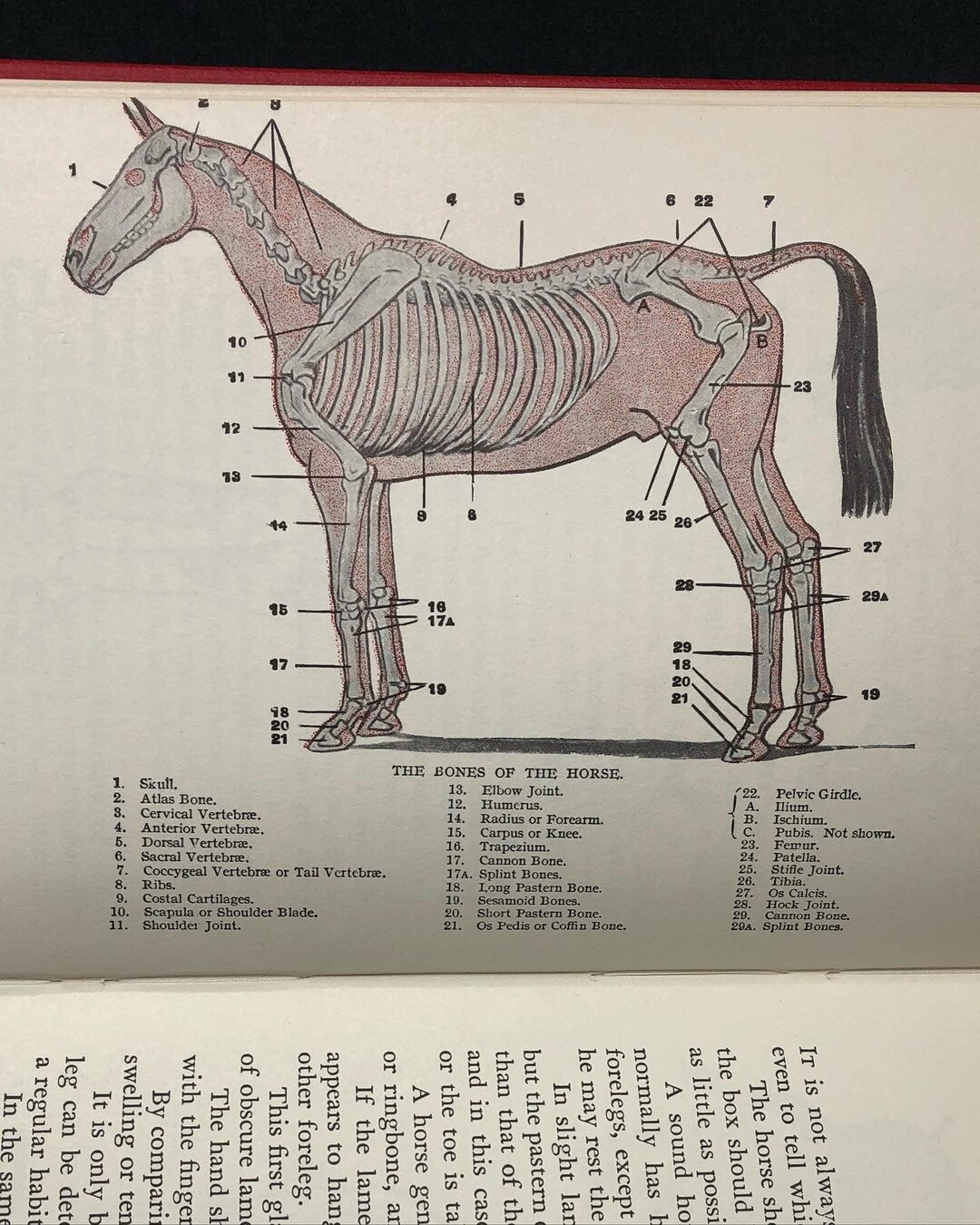 1970s British Equine Veterinary Book Horse Doctor - Etsy