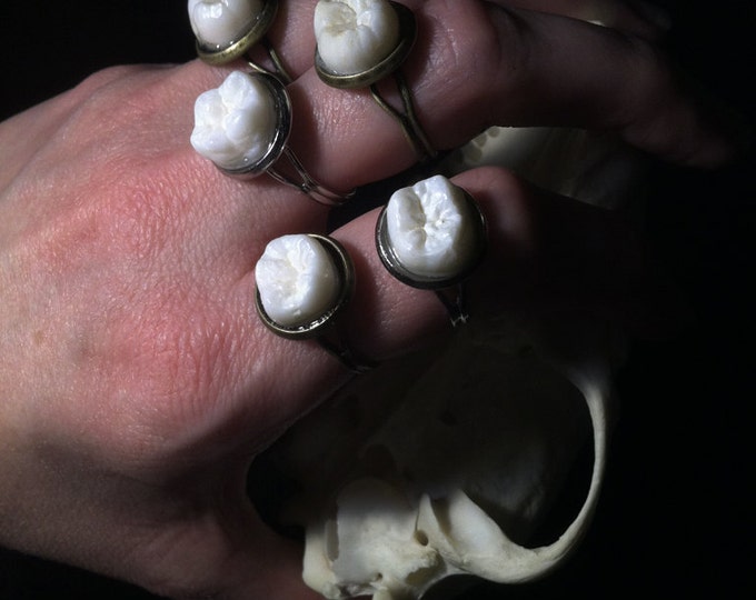 Tooth Fairy Series: SILVER Cameo Set Real Human Tooth - Etsy