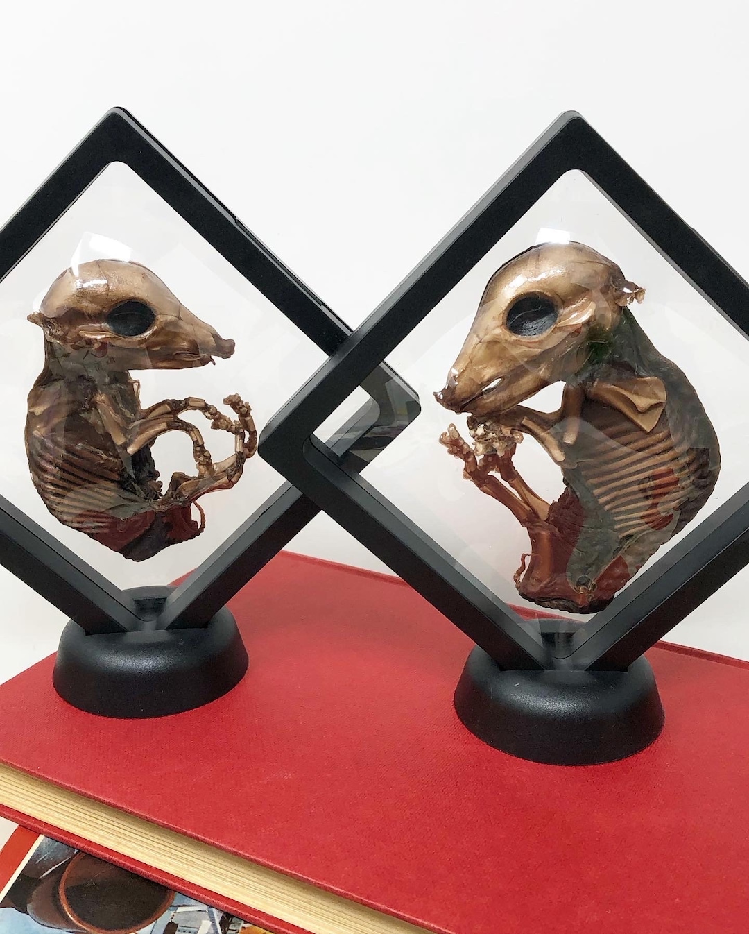 Real Dry Preserved Fetal Pig in Floating Two Sided Shadow Box Display ...