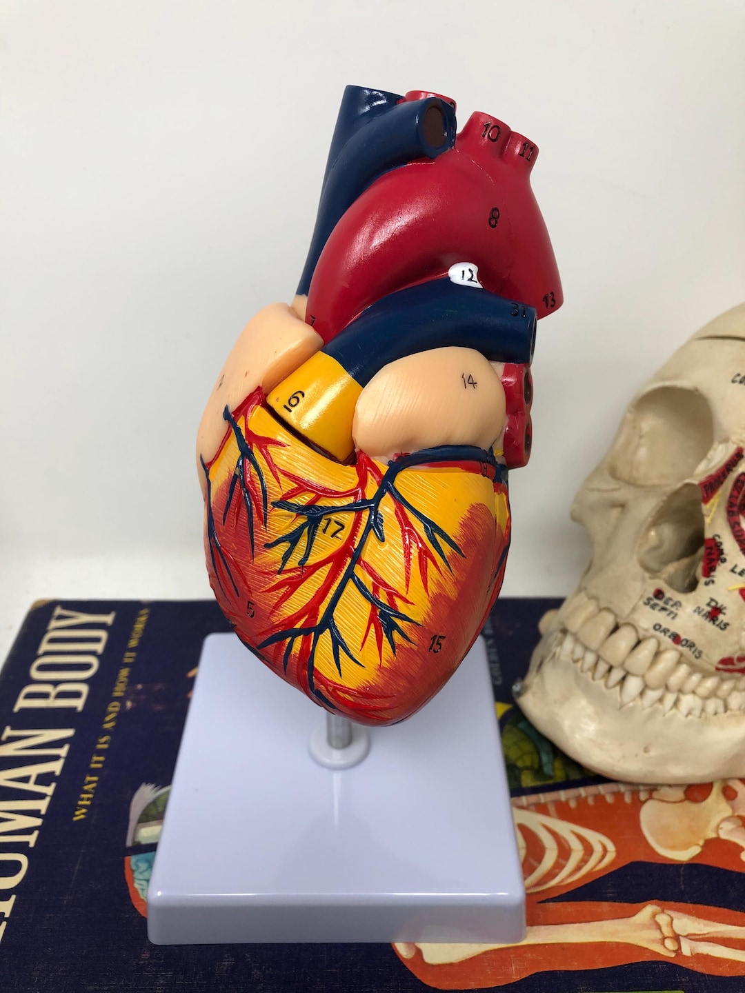 2-part Human Heart Educational Anatomical Model With Stand and Opens ...
