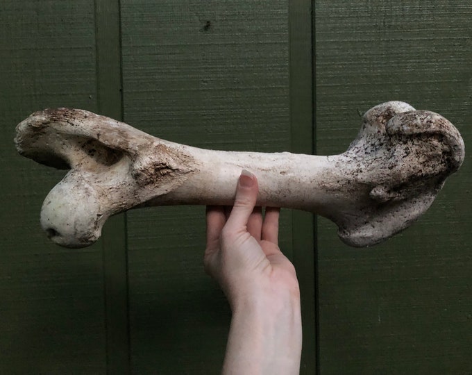 One Extra Large Cow or Horse Leg Femur Bone - 9 - Etsy