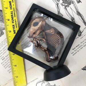 Real Dry Preserved Fetal Pig in Floating Two Sided Shadow Box Display ...