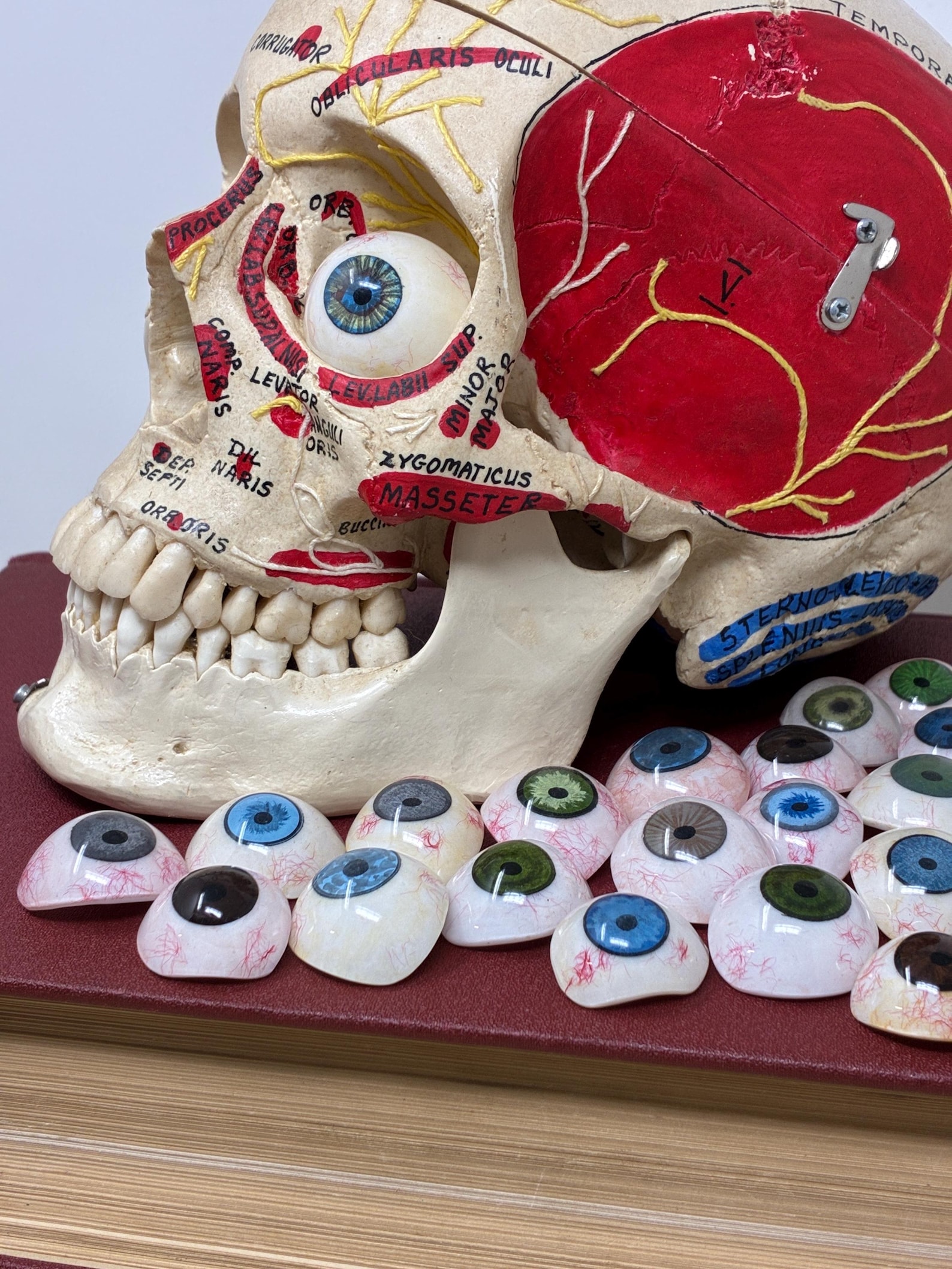 U-PICK SINGLE EYE! Human Acrylic Eye - for Crafting, Jewelry, Oddity ...