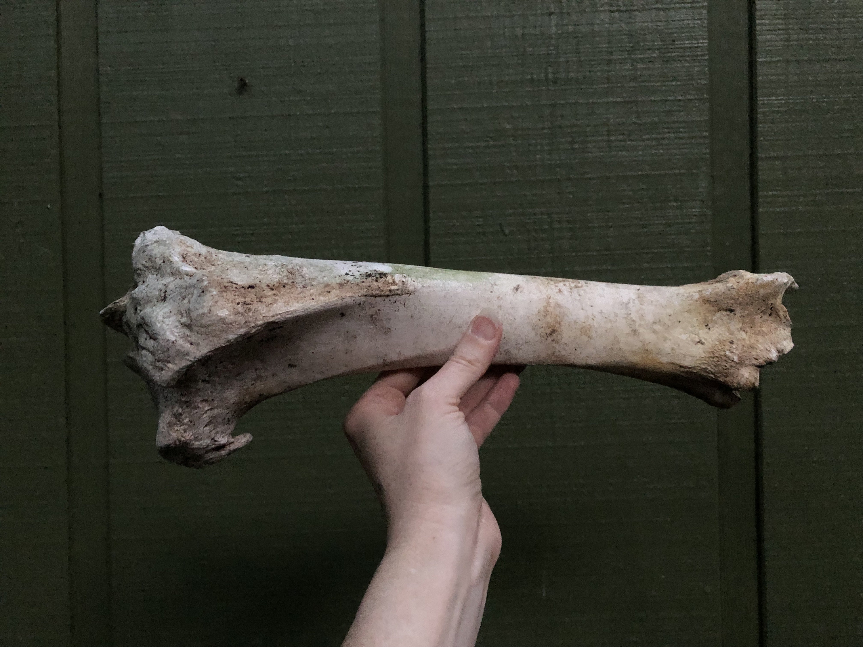 Cow Leg Bones