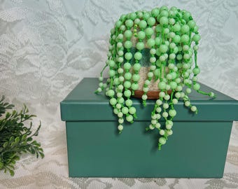 Small Beaded String of Pearls Succulent (forever Indoor House Plant) - Etsy