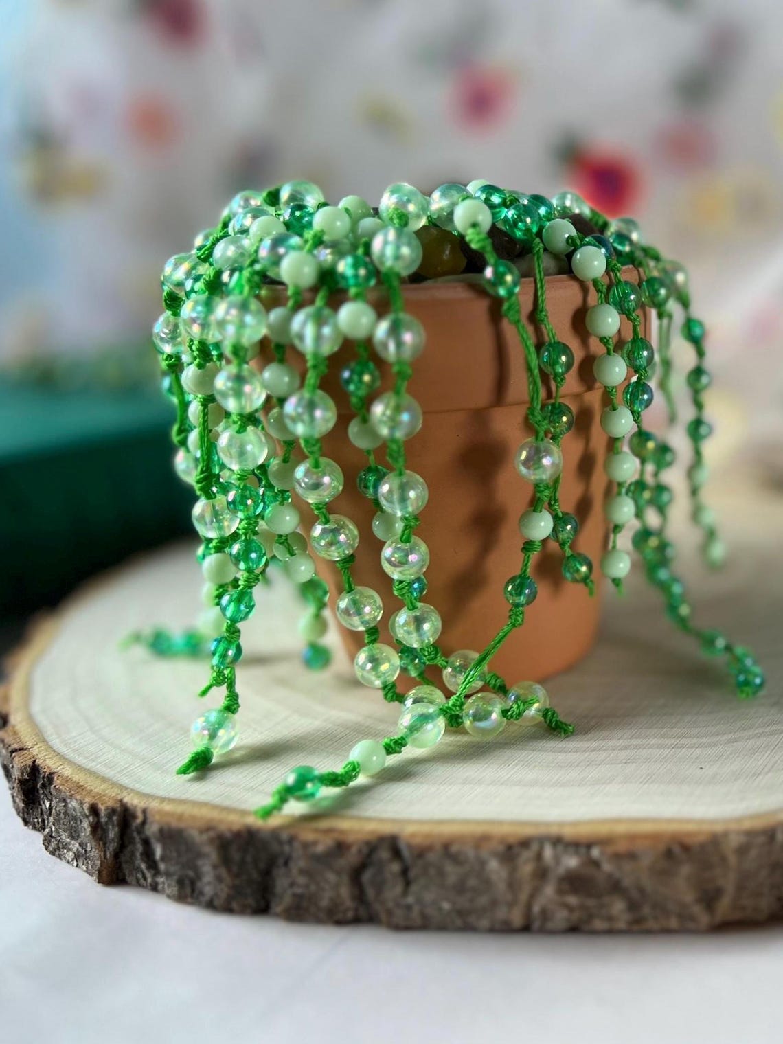 Small Beaded String of Pearls Succulent (forever Indoor House Plant) - Etsy