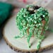 Small Beaded String of Pearls Succulent (forever Indoor House Plant) - Etsy