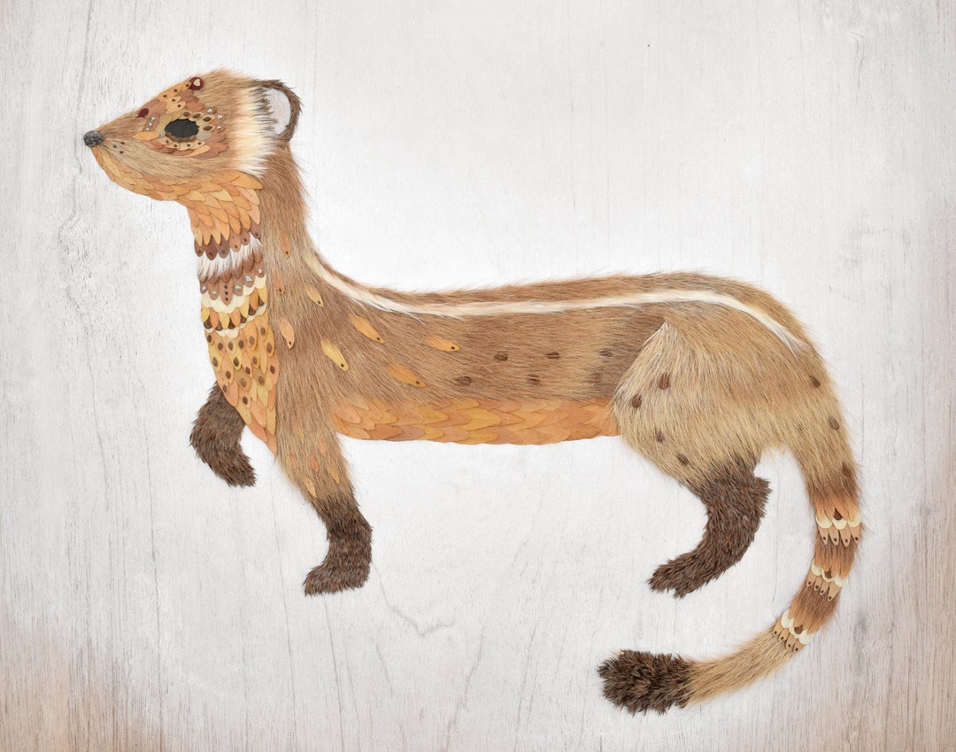 11x14 Weasel Print - Etsy