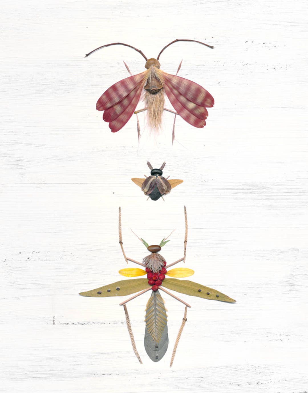 Pressed Plant Bug Collage Art Print - Etsy