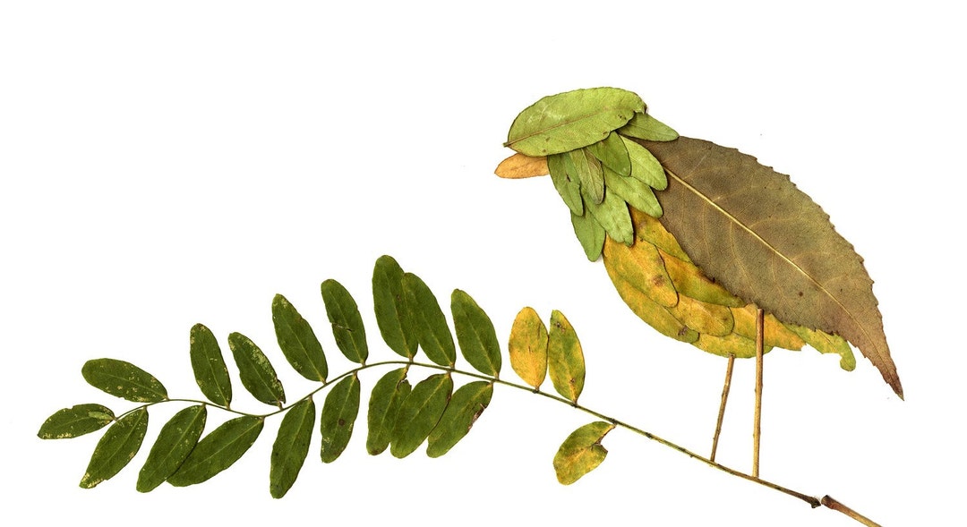 10x8 Green Bird Print - Etsy