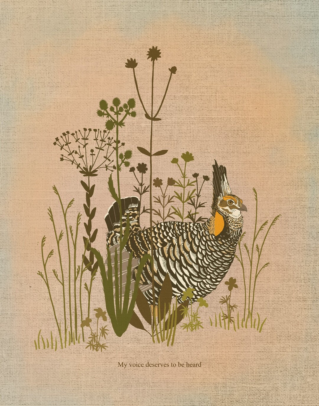 Prairie Chicken Illustration Print - Etsy