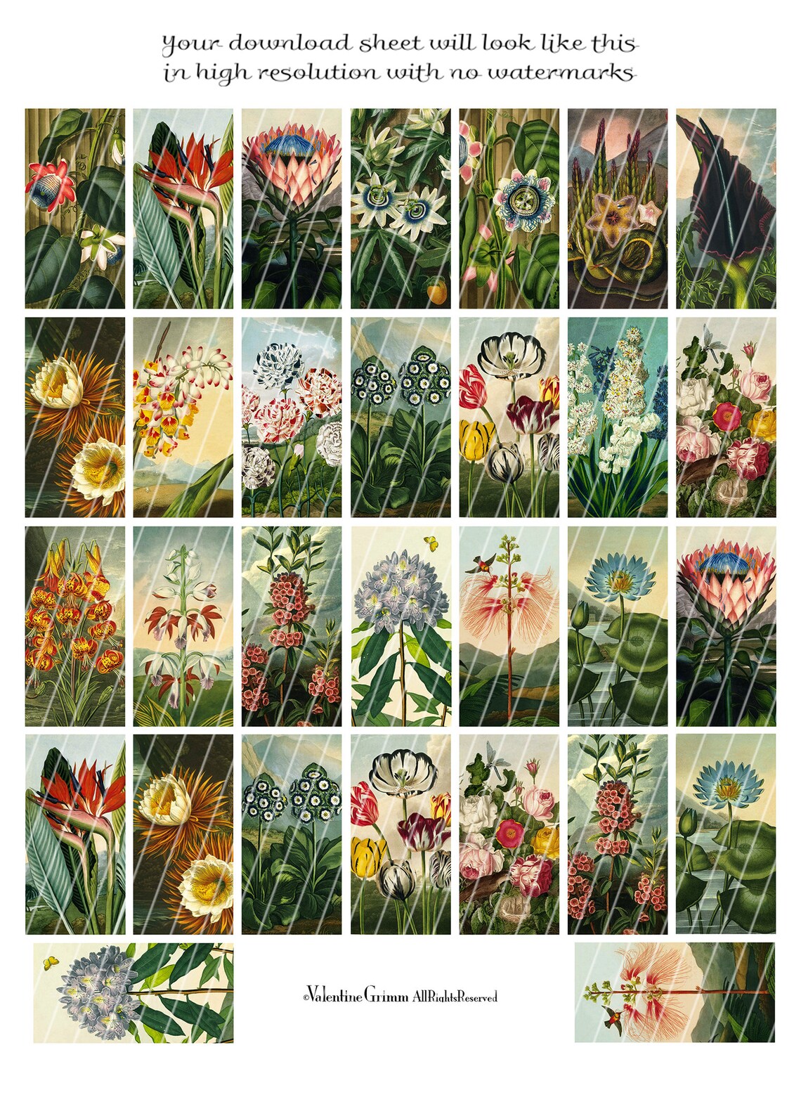 VINTAGE FLORA 1x2 Digital Printable Collage Sheet for | Etsy