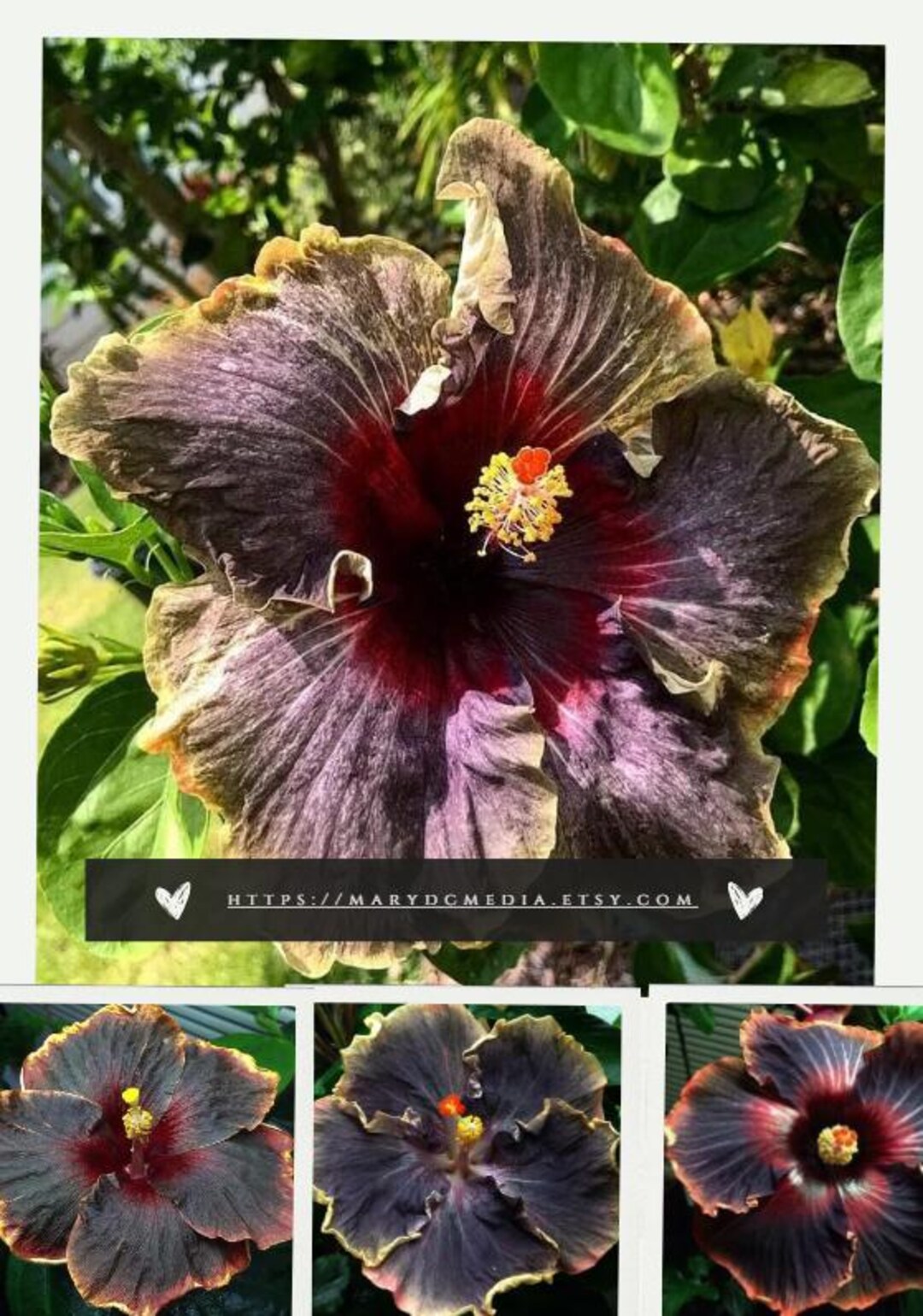 30PCS Rare Black Rainbow Hibiscus Seeds – Exotic Dark Blooms With Rainbow Highlights for Unique ...