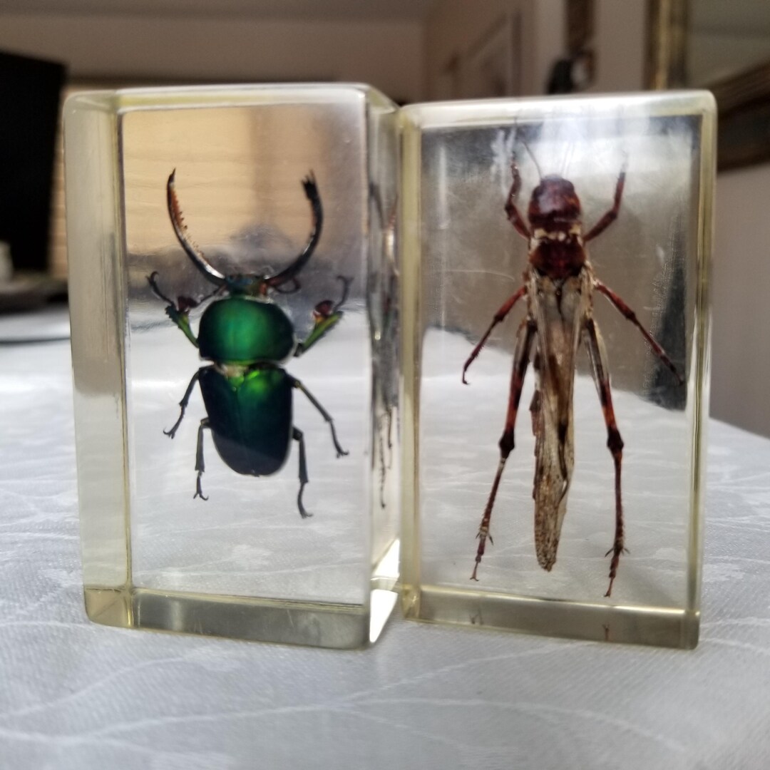 Resin Insect Display Set: Jeweled Beetle & Locust Embedments. - Etsy