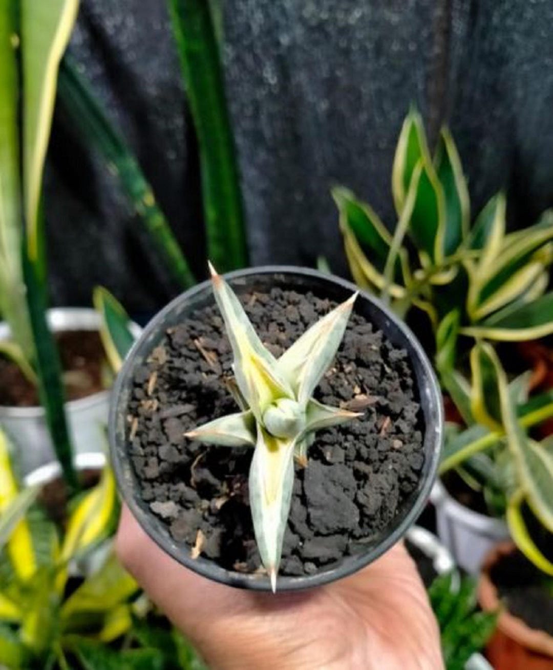 Sansevieria Blue Clone Variegated Snake Plant Rare Unique - Etsy
