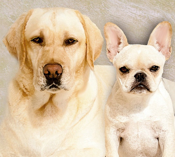 Yellow Lab French Bulldog Mix at Charles Braim blog