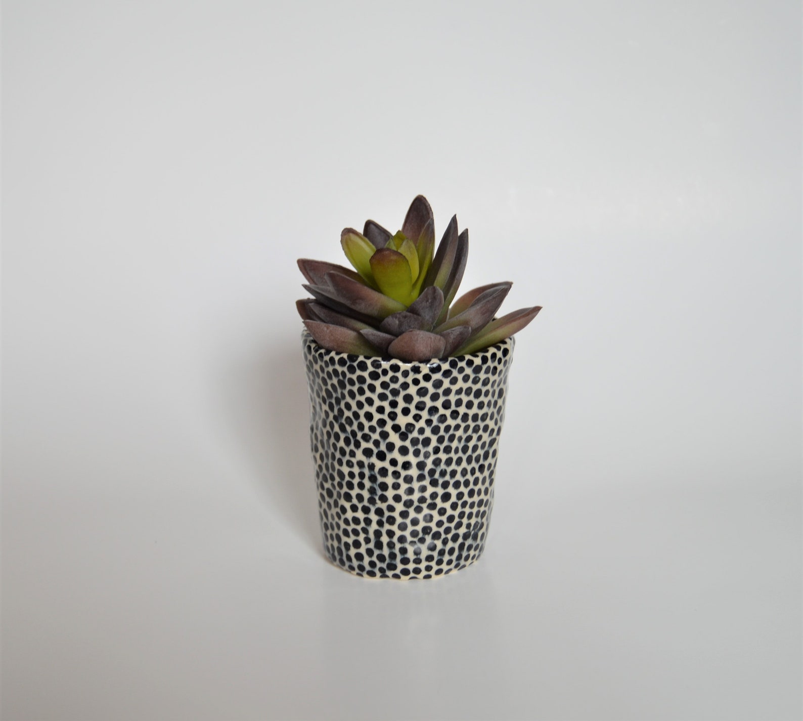 Small Spotted Succulent Planter - Etsy