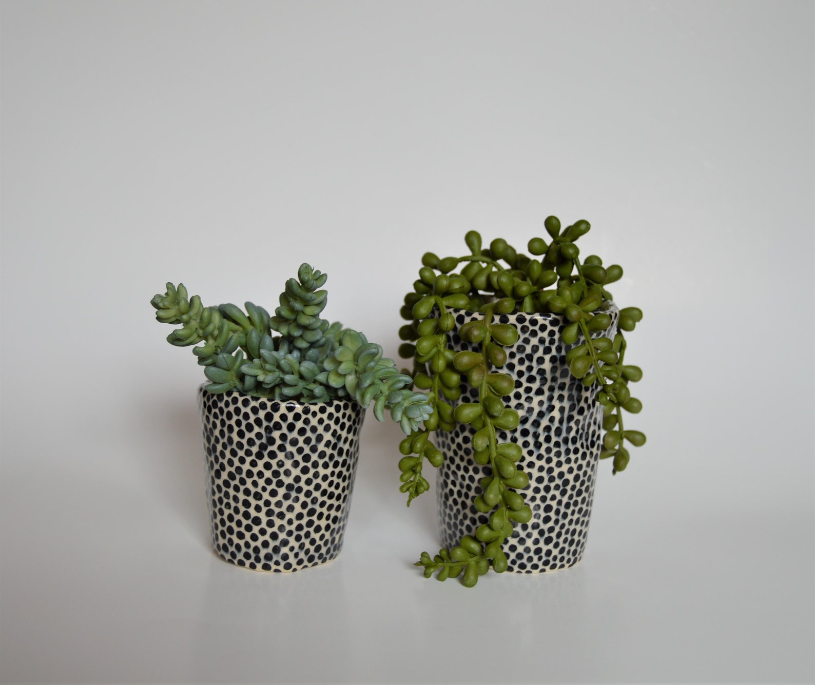 Small Spotted Succulent Planter - Etsy