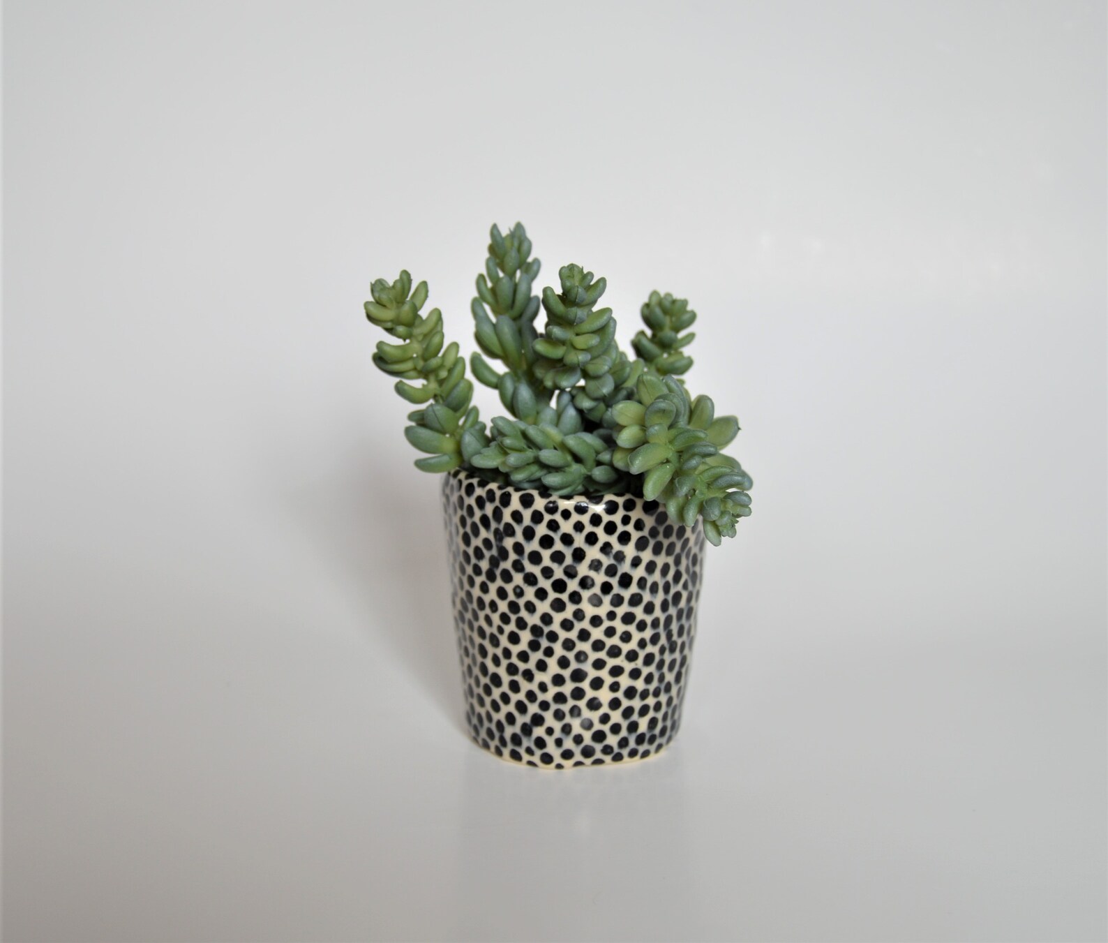Small Spotted Succulent Planter - Etsy