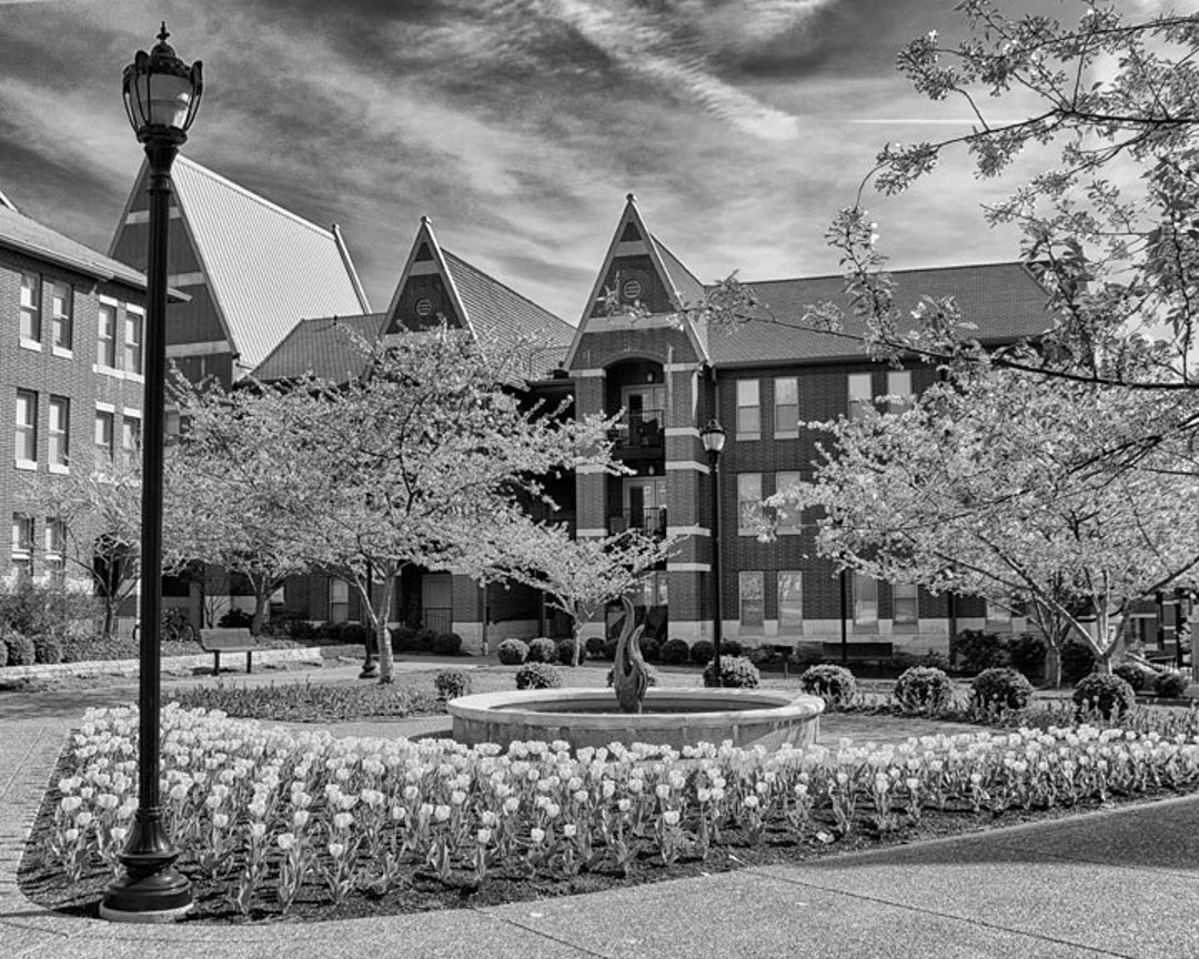 Saint Louis University Campus Tulips St Louis SLU Photo Art Print, SLU ...