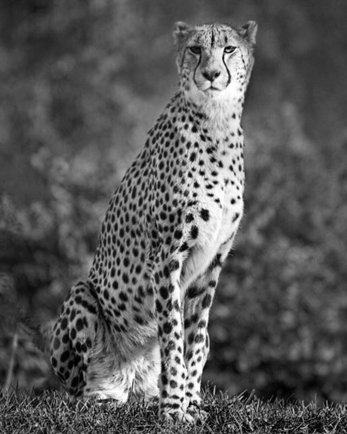 Cheetah Print Art Cheetah Photo Print Animal Wall Art Cheetah Art Black ...