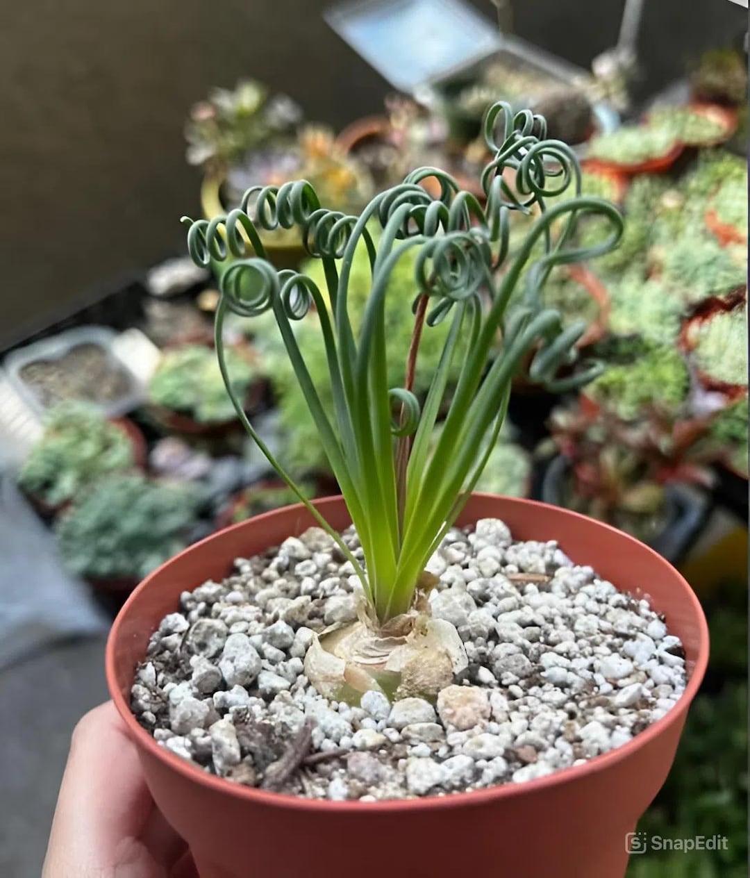 Frizzle Sizzle Plant (albuca Spiralis) – Rare Succulent With Spiral ...