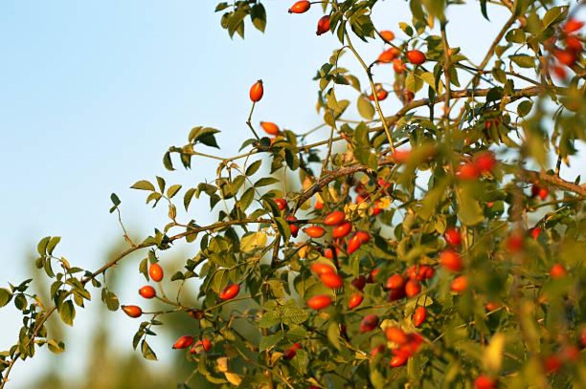 Goji Berry Plants (lycium Barbarum) – Bare-root Power Plants, Cold ...