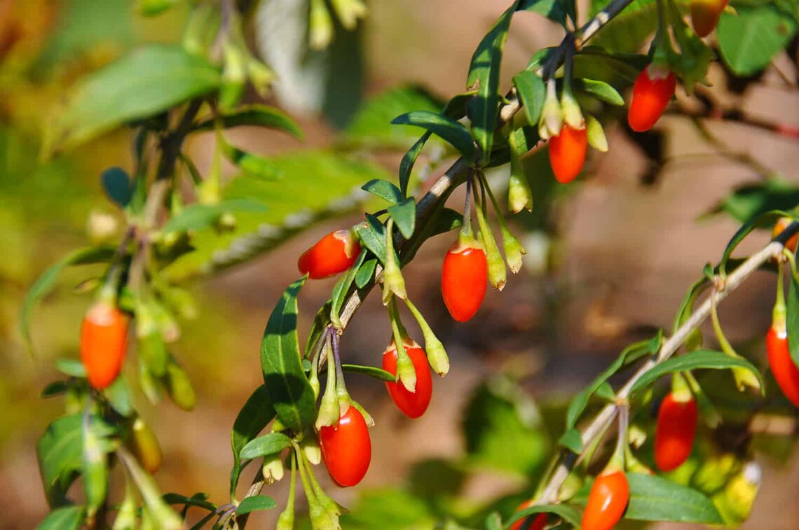 Goji Berry Plants (lycium Barbarum) – Bare-root Power Plants, Cold ...