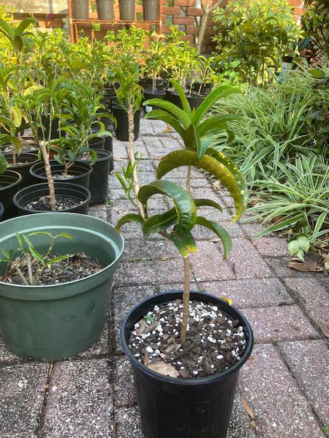 Rare Tropical Rams Horn Croton - Live Plant - Etsy
