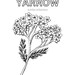 Kids Foraging Coloring Book | Medicinal Herbs | Plant Identification ...