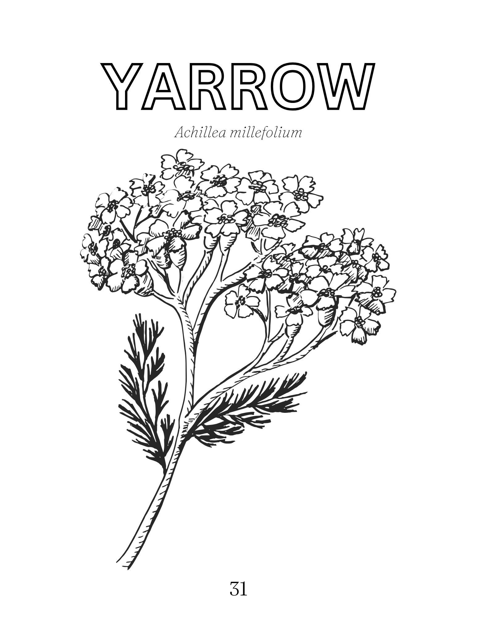 Kids Foraging Coloring Book | Medicinal Herbs | Plant Identification ...