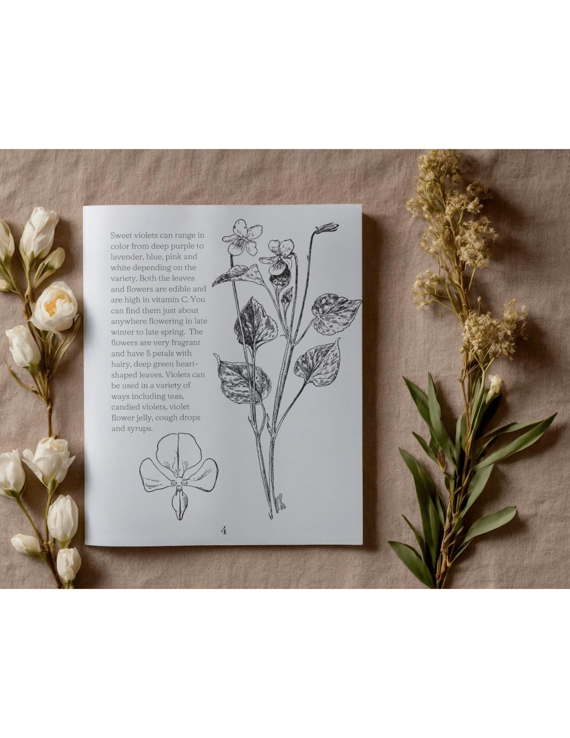 Kids Foraging Coloring Book | Medicinal Herb Identification - Etsy