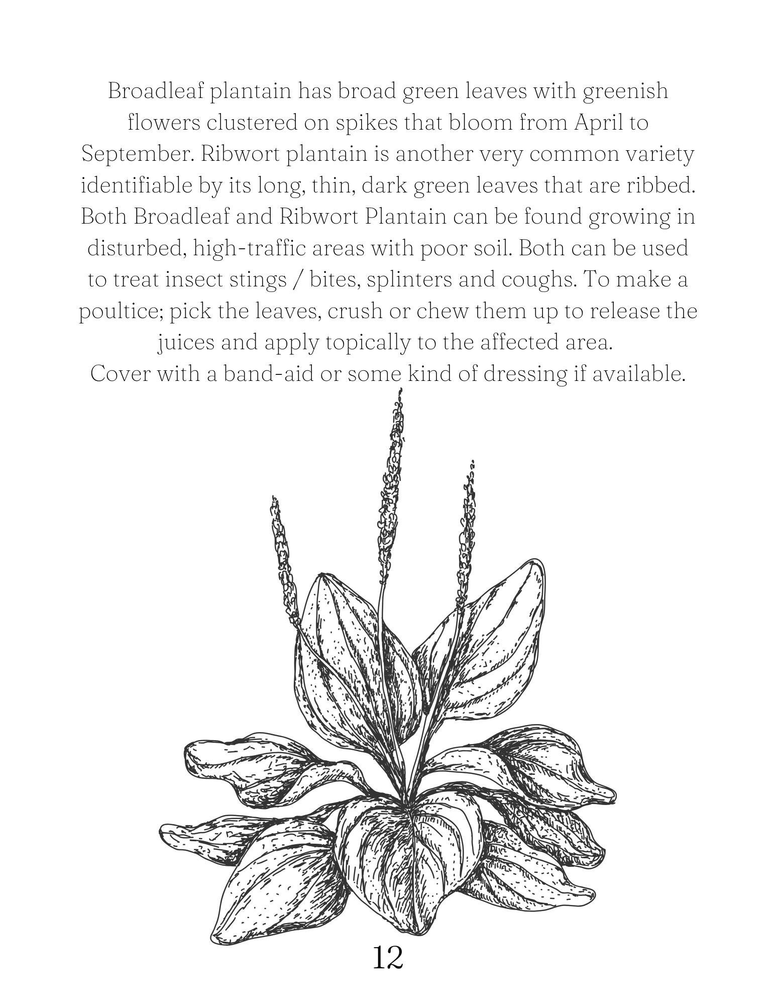 Kids Foraging Coloring Book | Medicinal Herbs | Plant Identification ...