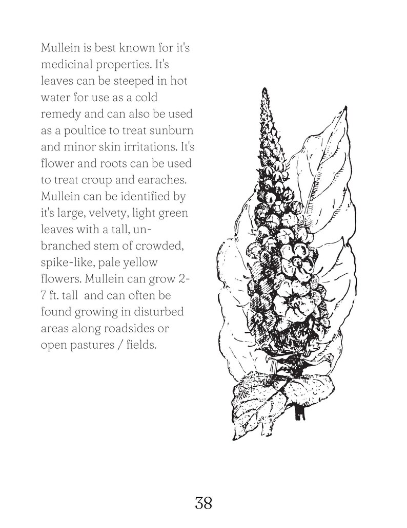 Kids Foraging Coloring Book | Medicinal Herbs | Plant Identification ...