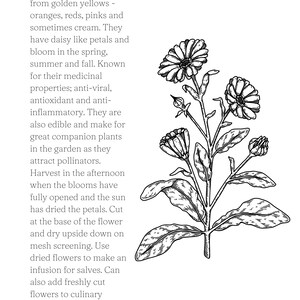 Kids Foraging Coloring Book | Medicinal Herbs | Plant Identification ...