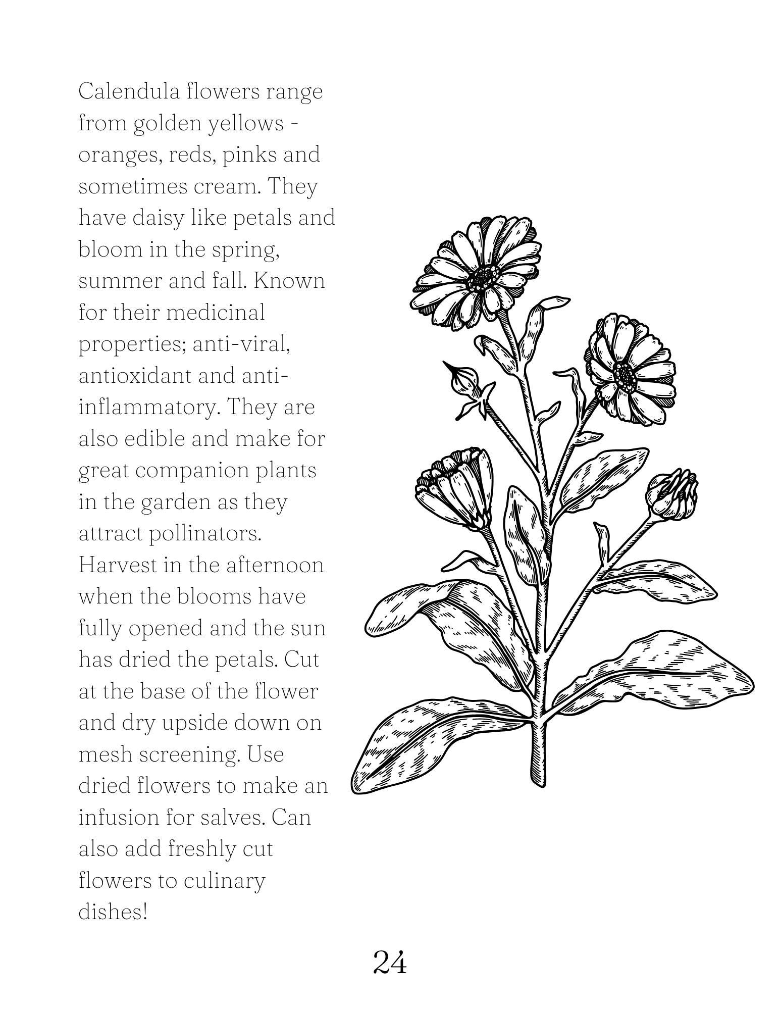 Kids Foraging Coloring Book | Medicinal Herbs | Plant Identification ...
