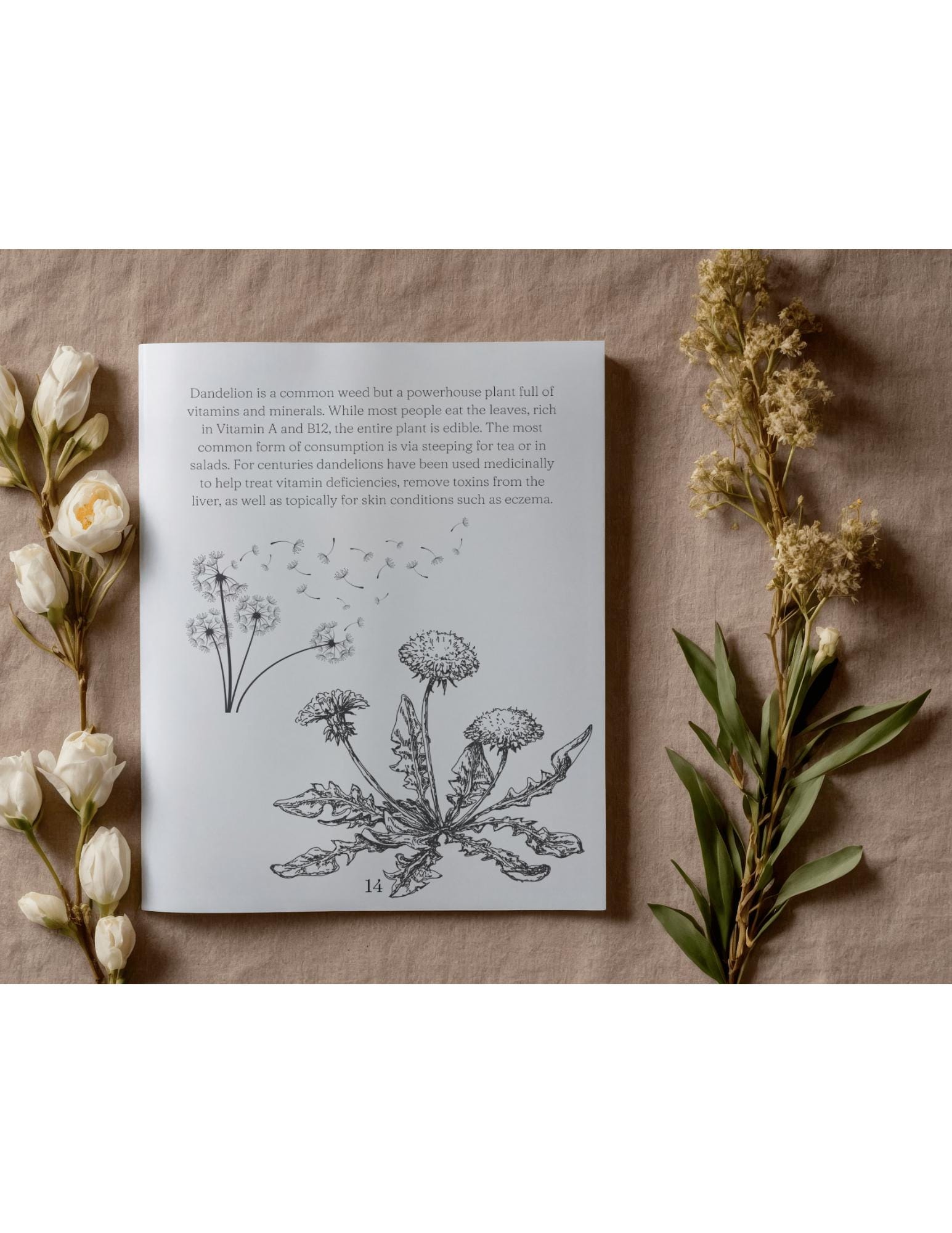 Kids Foraging Coloring Book | Medicinal Herb Identification - Etsy