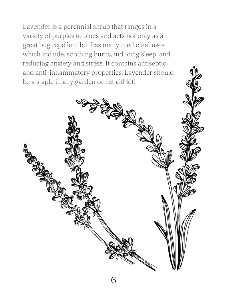 Kids Foraging Coloring Book | Medicinal Herbs | Plant Identification ...