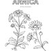 Kids Foraging Coloring Book | Medicinal Herbs | Plant Identification ...