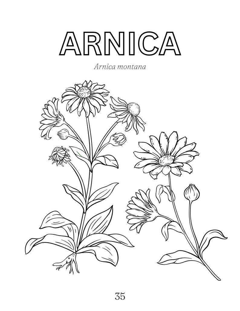 Kids Foraging Coloring Book | Medicinal Herbs | Plant Identification ...